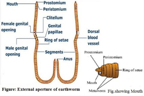 Genital Papillae Archives - Microbiology Notes